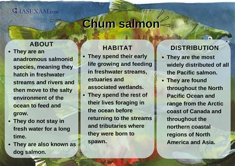 Chum Salmon Ias Exam