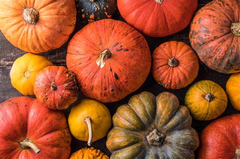 다양한 모양과 색상의 많은 여러 가지 색깔의 호박과 Gourds의 더미 다른 종류 다채로운 호박 장식 호박 조롱박과 식물에 대한