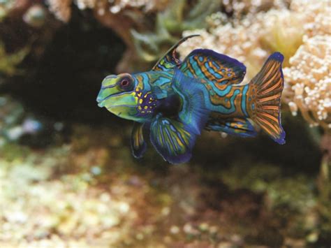 50 wunderschöne Fische Bilder zum Erstaunen Archzine net