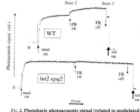 Figure 2 From The Effect Of Zeaxanthin As The Only Xanthophyll On The Structure And Function Of