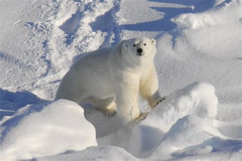 북극곰 갈색곰에서 예상보다 짧은 50만년만에 진화 아주경제