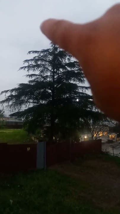 ყველა წიწვოვანი ნაძვი არაა 👇 Youtube