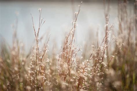Beautiful Grasses — Jennifer Carr