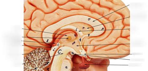 Brain Part 3 Diagram Quizlet