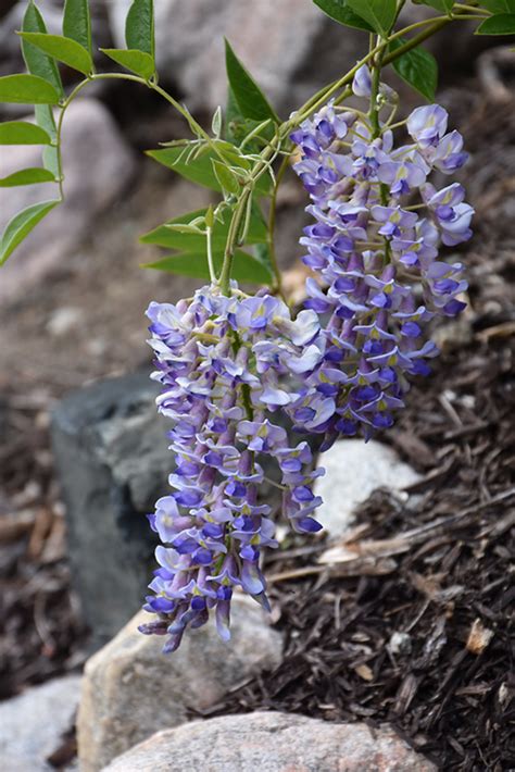 Blue Moon Wisteria Wisteria Macrostachya Blue Moon In London