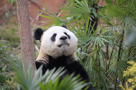 乐和乐都四只大熊猫，已经正式与游客见面啦 乐和乐都动物主题乐园