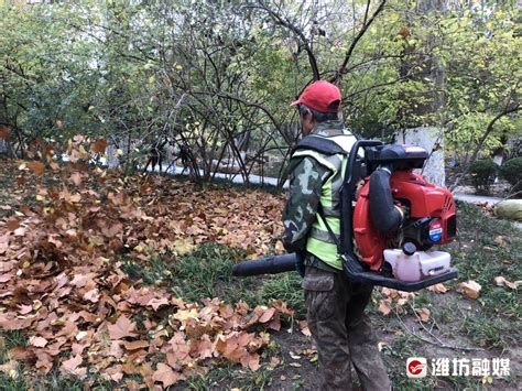 绿化带落叶难清理 清扫神器来助力 澎湃号媒体 澎湃新闻 The Paper