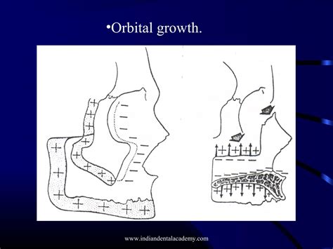 Growth And Development Of Maxilla And Maxillary Endodontic Courses Ppt