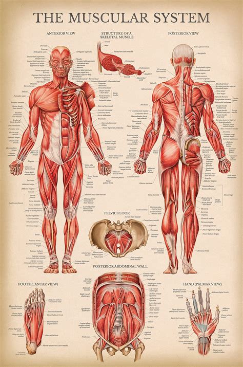 Buy Palace Learning Vintage Muscular System Anatomical Chart Human