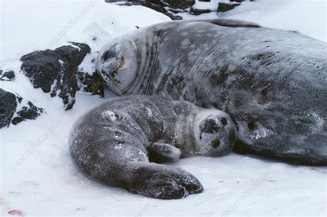 Weddell Seal