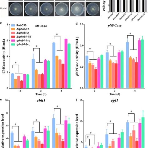 Tpho84 1 And Tpho84 2 Regulate Cellulase Production Of T Reesei