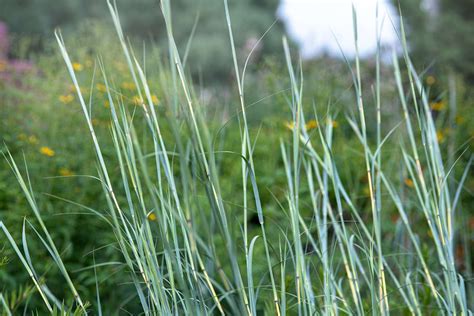 When Will Big Bluestem Germinate Storables