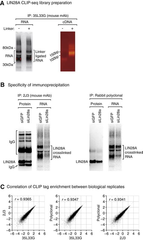 Lin28a Is A Suppressor Of Er Associated Translation In Embryonic Stem Cells Cell