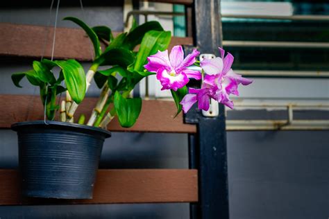 Como Fazer Adubo Caseiro Para Orquídeas Para Deixar Suas Plantas Ainda