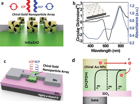 Schematic Of The Chiral Gold Nanoparticles And Cpl Detecting
