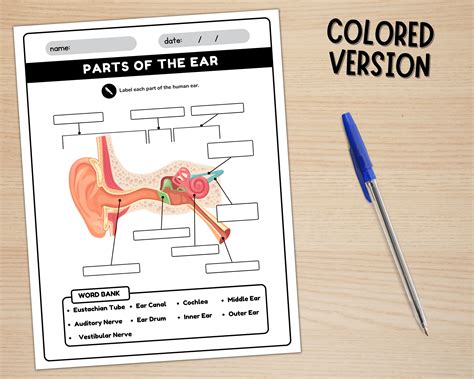 Parts Of The Ear Diagram Worksheet 31 Human Ear With Label Labels
