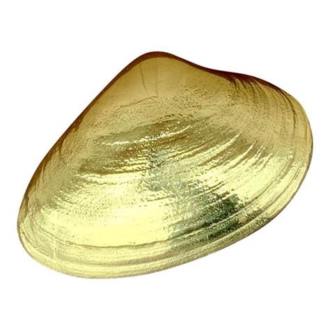 Vintage Cast Brass Quohog Clam Door Knocker For Sale At Pamono