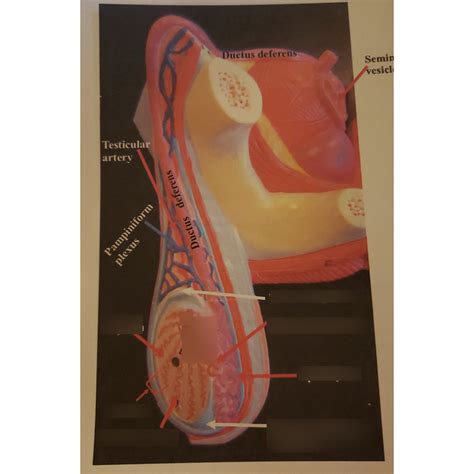 Lab Part Diagram Quizlet