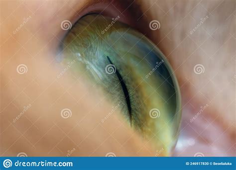 Vestimenta De Um Olho Verde De Um Gato Foto De Stock Imagem De Olho Felino