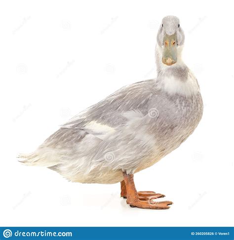 Gray Beautiful Duck Stock Photo Image Of Meat White 260205826