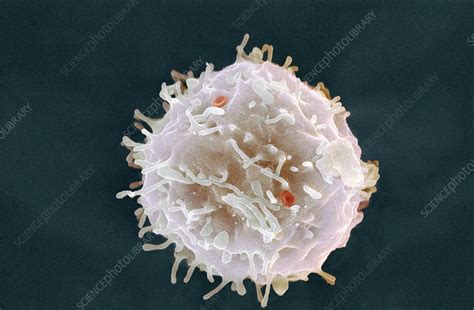 Stem Cell Sem Stock Image G4420453 Science Photo Library
