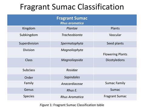 Ppt Fragrant Sumac Powerpoint Presentation Free Download Id 1867463