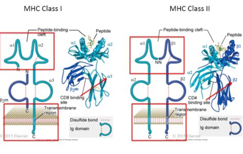 Biol 5500 Exam 2 Worksheets Schwartz Flashcards Quizlet