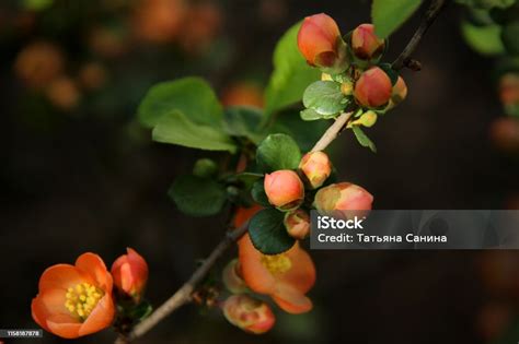 아름다운 꽃과 매크로 세부 사항과 일본 의 Quince Chaenomeles Japonica 분기 봄에 는 일본 의 Quince
