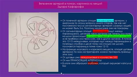 Почка. Базовая информация - презентация онлайн