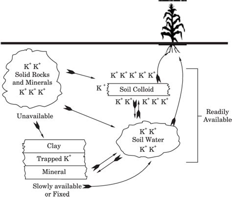 Role Of Potassium In Plants Download Scientific Diagram