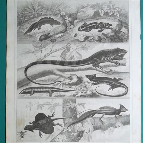 Basilisk Print Etsy