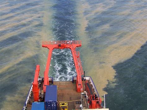 Thuenen Mikroben Stehlen Dem Dorsch Der östlichen Ostsee Die Energie