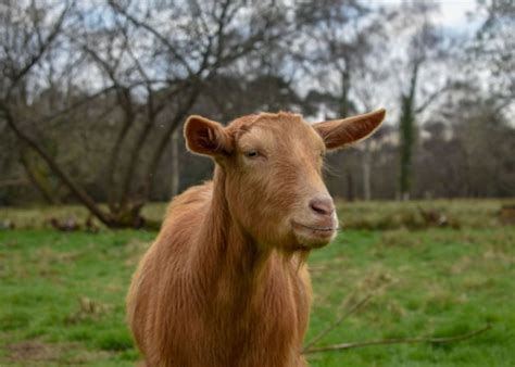 25 Long Haired Goat Breeds The Happy Chicken Coop