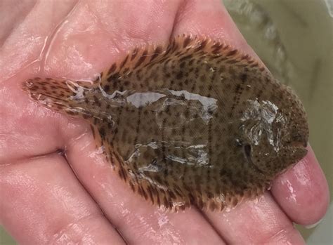 Hogchoker Trinectes Maculatus Marine Life Identification