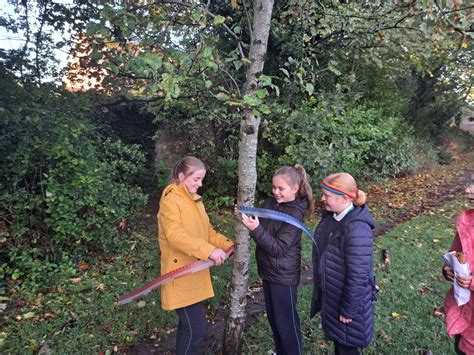 Circumference Of Apple Tree St Pius X Girls National School
