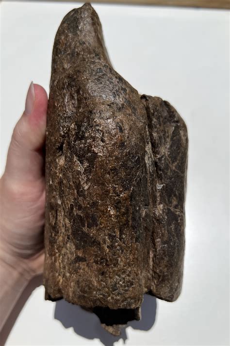 Partial Ceratopsian Horn With T Rex Bite Marks Fossil Id The