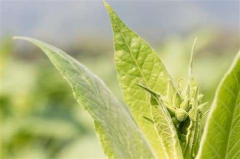 Premium Photo Nicotiana Tabacum Herbaceous Plant