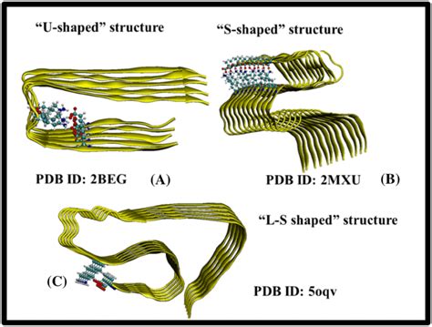 Anchoring Fibrils Def At Alejandro Harden Blog