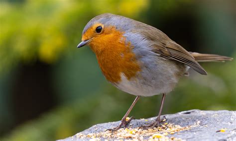 Wisconsin State Bird Robin