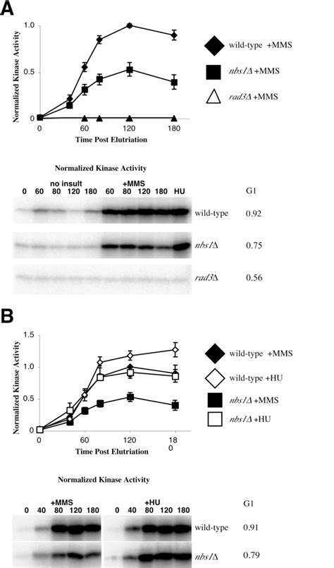 2 The Rad32 Rad50 Nbs1 Complex Is Required For Full S Phase Dna Damage
