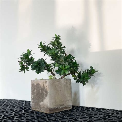 Weplant