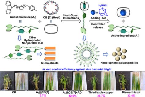 Cucurbit 7 Uril Mediated Supramolecular Bactericidal Nanoparticles Their Assembly Process