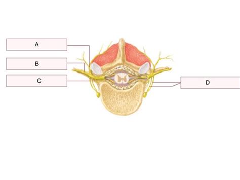 Spinal Nerve Flashcards Quizlet