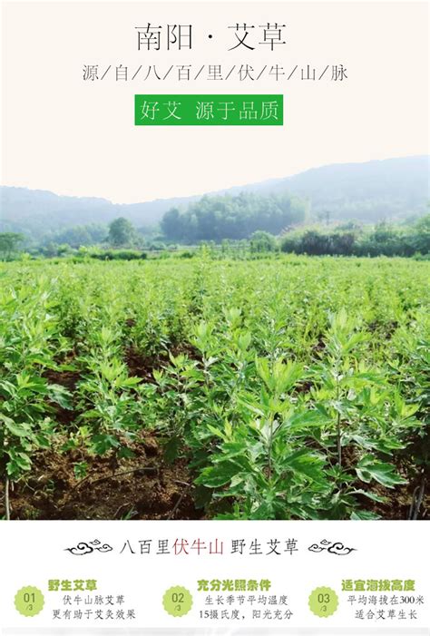 南阳艾草种植基地 河南艾草种植基地 种植基地 文秘苑图库