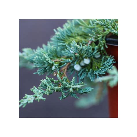 Padrikasis Kadagys Wiltonii