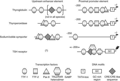 Thyroid Regulatory Factors Oncohema Key