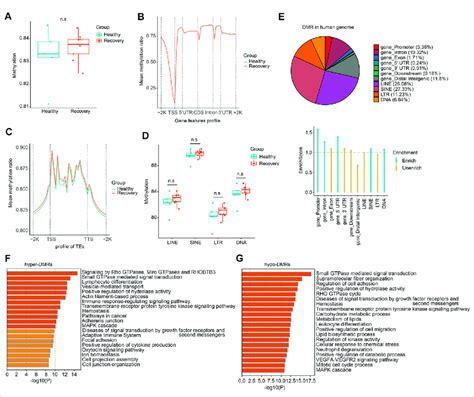 Wgbs Analysis Of Recovery And Control Group Revealed Comparable Dna
