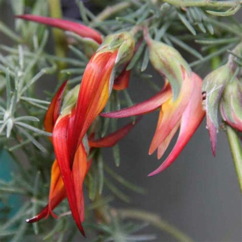How To Grow Parrots Beak Plant Lotus Berthelotii