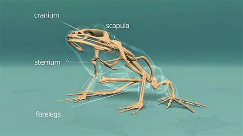 Frog Skeleton Anatomy Backgrounds Motion Graphics Ft Frog Skeleton