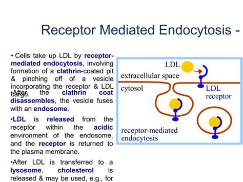 Glycoprotein Lipoprotein Structure And Function Ppt Chemistry